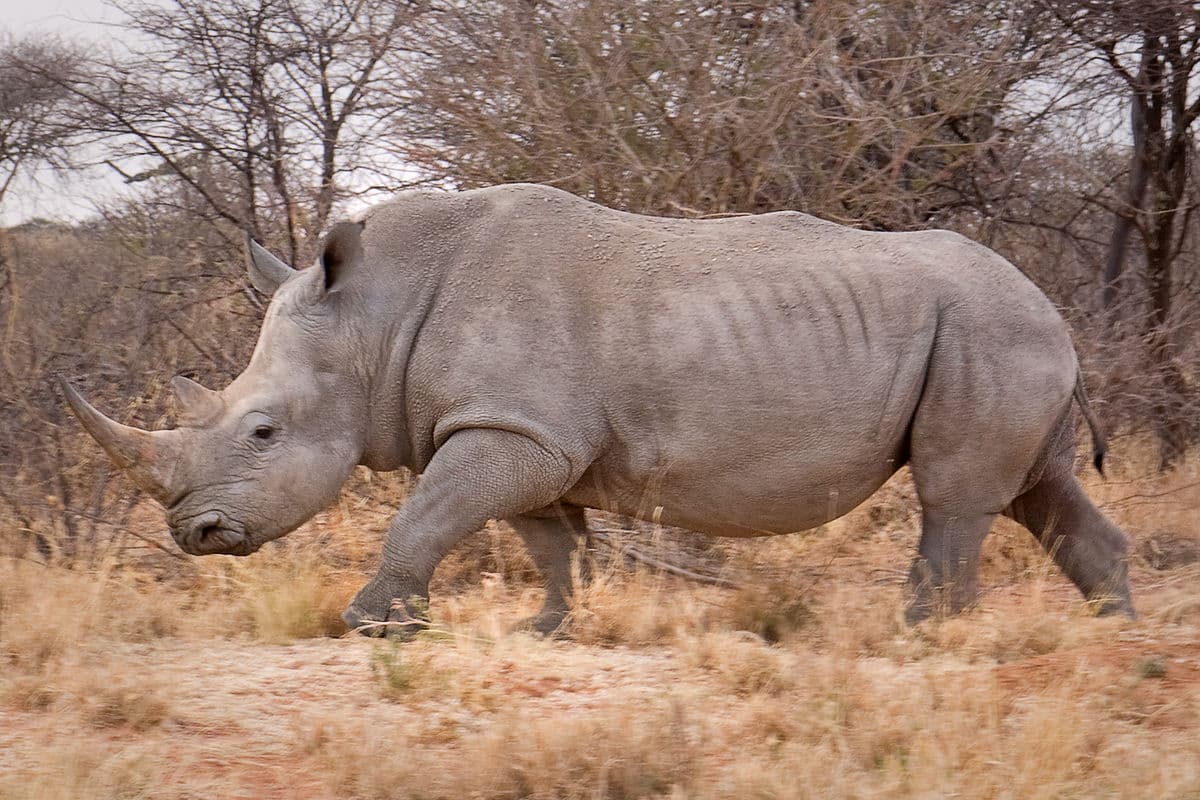 Scientists: Humans Cause 1000x Extinction Rate Of Animals, Plants