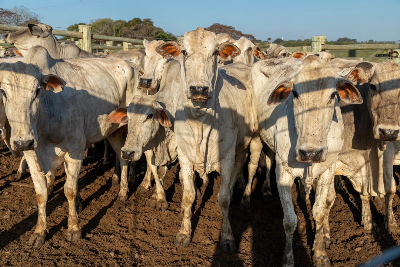 Pandora's Box? FDA Unleashes Gene-Edited Cattle In U.S.